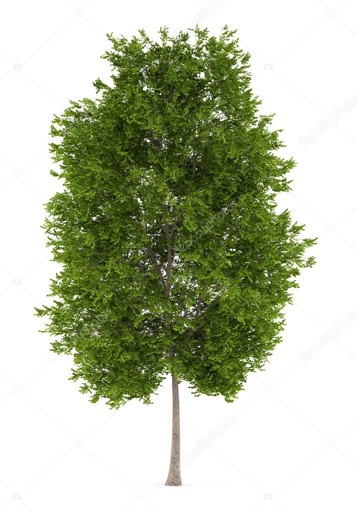 Maidenhair tree isolated on white background — Stock Photo © tiler84 ...