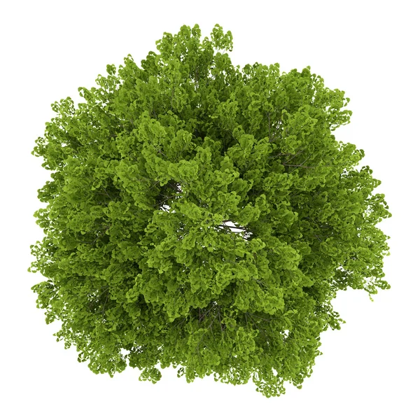 Tree top view Stock Photos, Royalty Free Tree top view Images ...