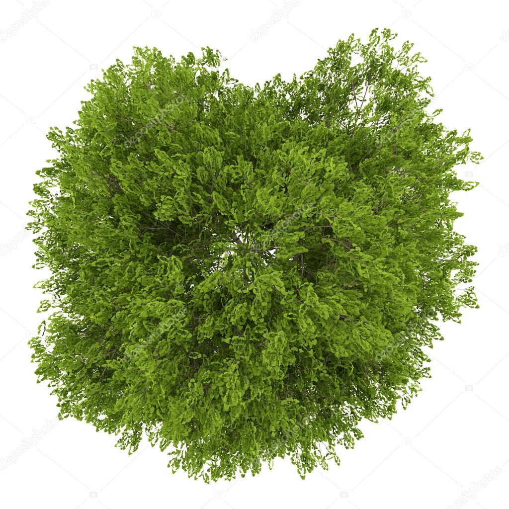 Top view of maidenhair tree isolated on white background Stock Photo by ...