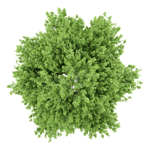 Top view of maidenhair tree isolated on white background Stock Photo by ...