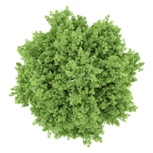 Tree top isolated Stock Photos, Royalty Free Tree top isolated Images ...