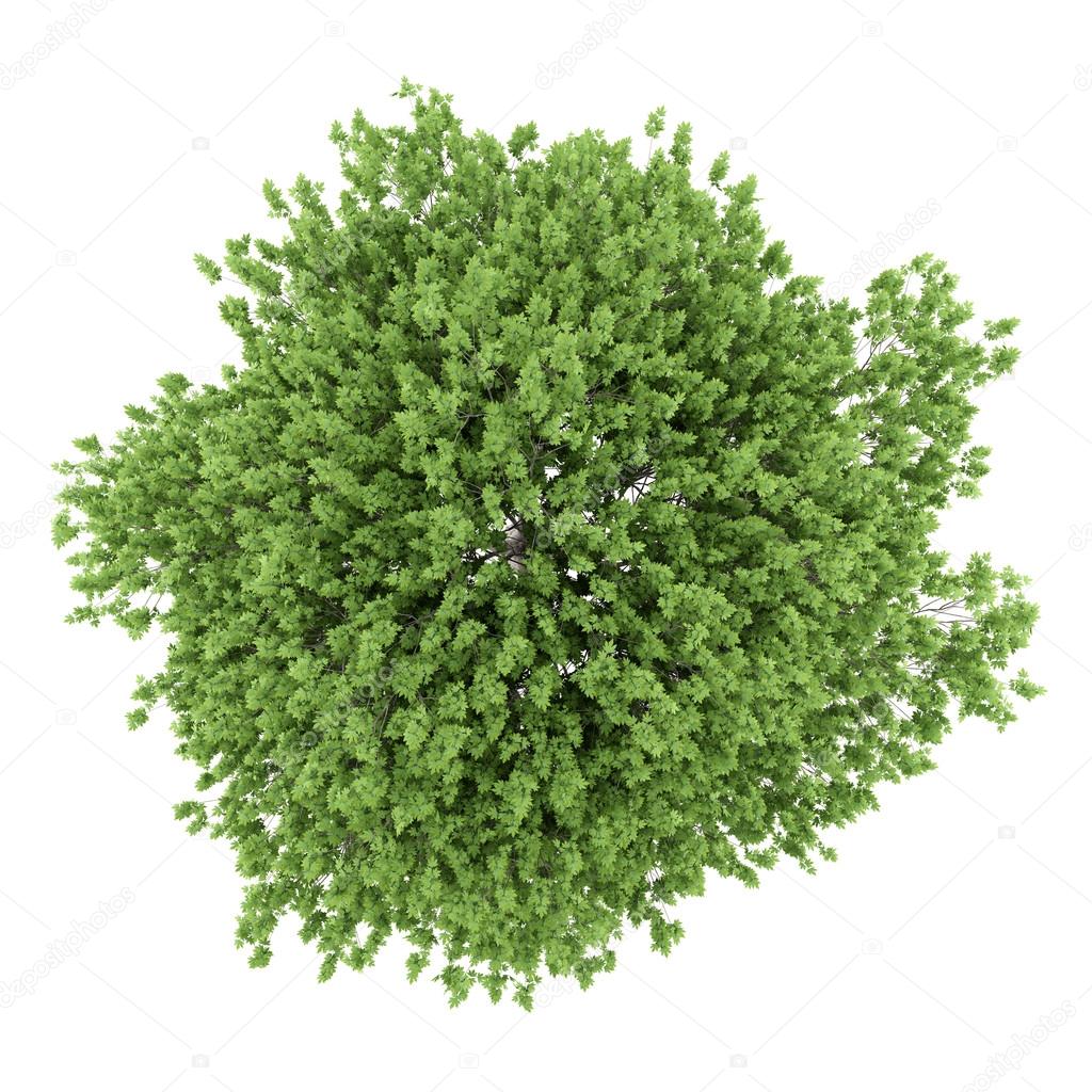 Top view of london plane tree isolated on white background Stock Photo ...