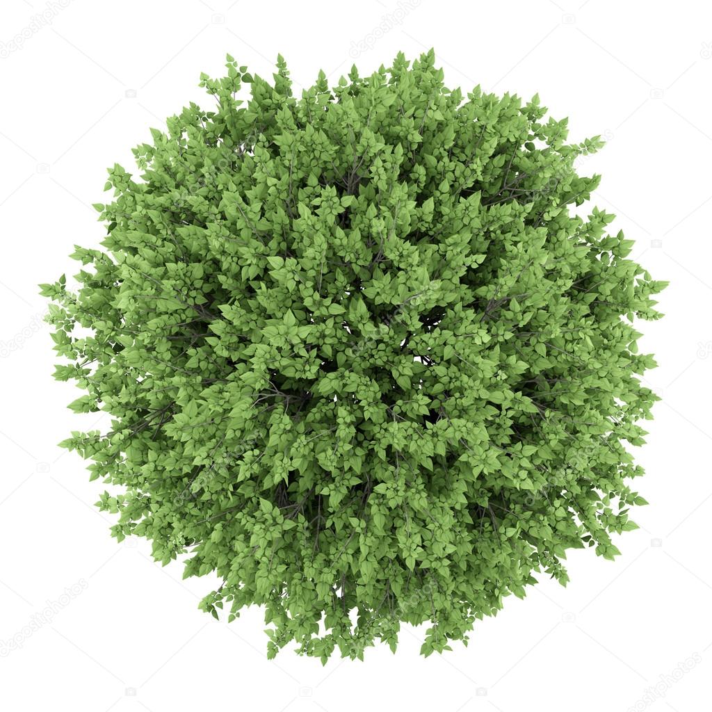 top view of cigar tree isolated on white background — Stock Photo ...