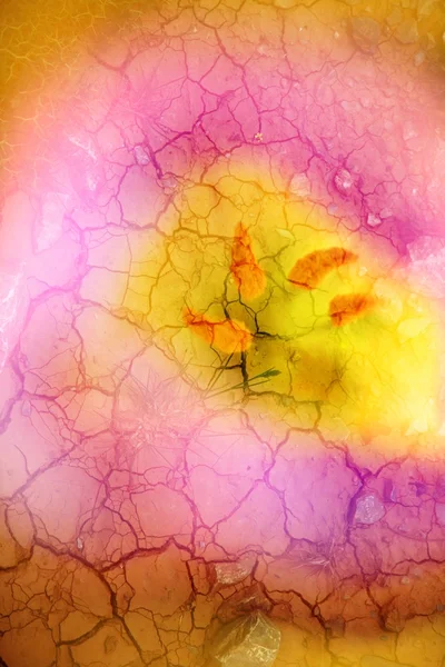 Double exposure of floral objects - Stock Image - Everypixel