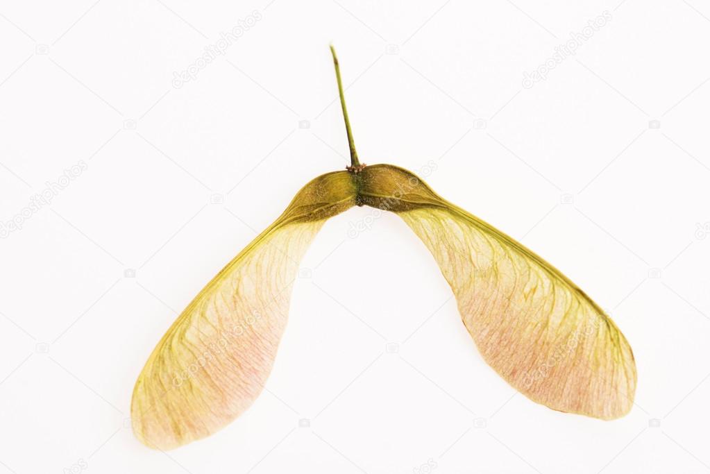 Two winged maple seeds attached to the stem — Stock Photo © joannawnuk ...