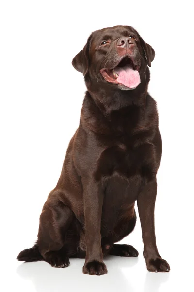 Black Labrador puppy — Stock Photo © FotoJagodka #55685719