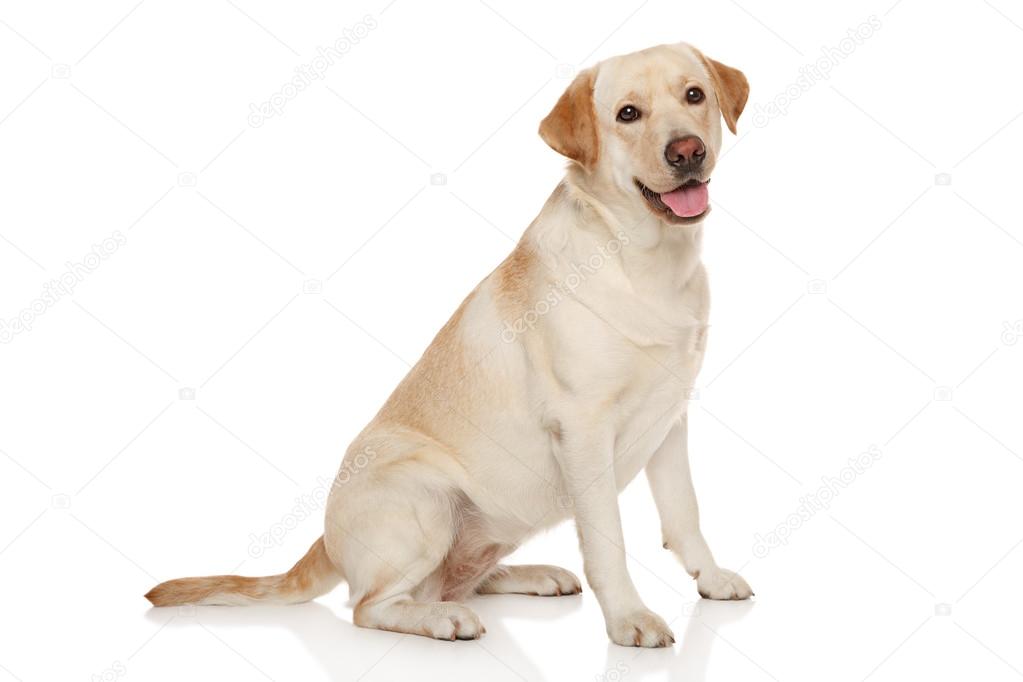 Beautiful Labrador retriever — Stock Photo © FotoJagodka #100959820