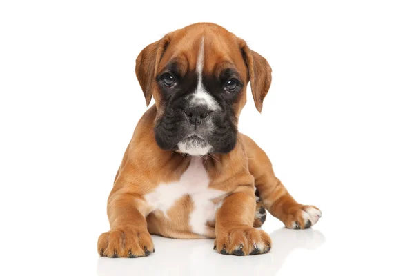 German Boxer puppy on white — Stock Photo © FotoJagodka #108275680