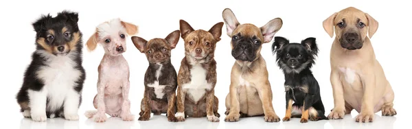 Group of young dogs — Stock Photo © FotoJagodka #3466699