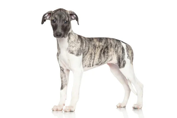 Whippet valp Stockfotografier, royaltyfria Whippet valp bilder ...