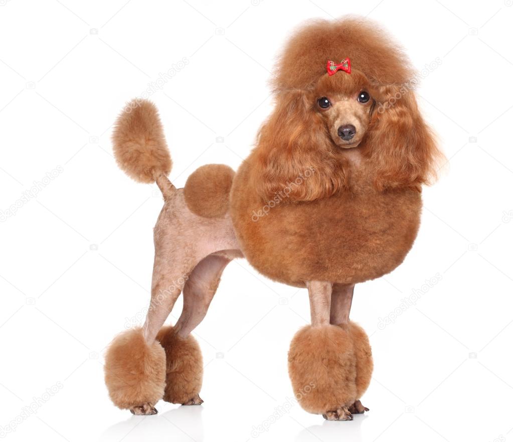 Red Toy-Poodle on a white background — Stock Photo © FotoJagodka #62984255
