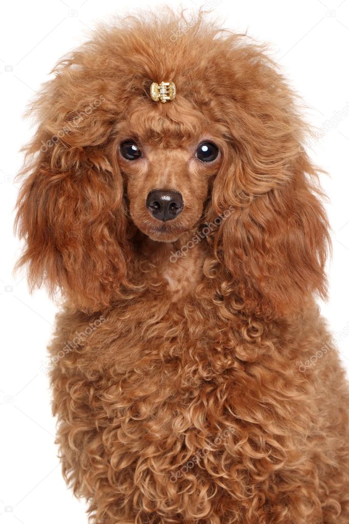 Red Miniature Poodle