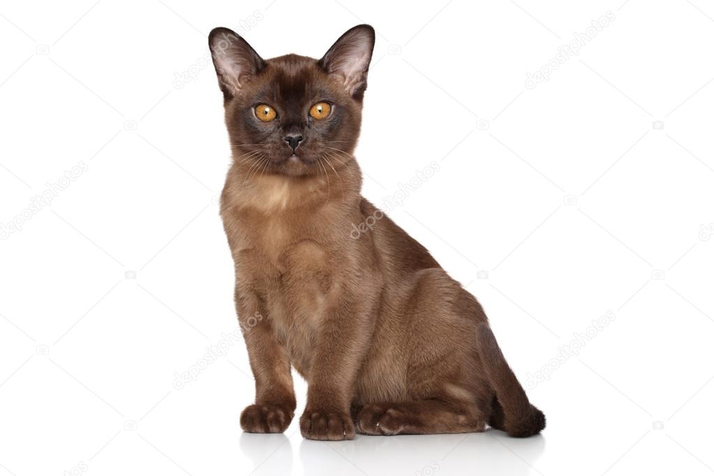 Burmese kitten — Stock Photo © FotoJagodka #73812985