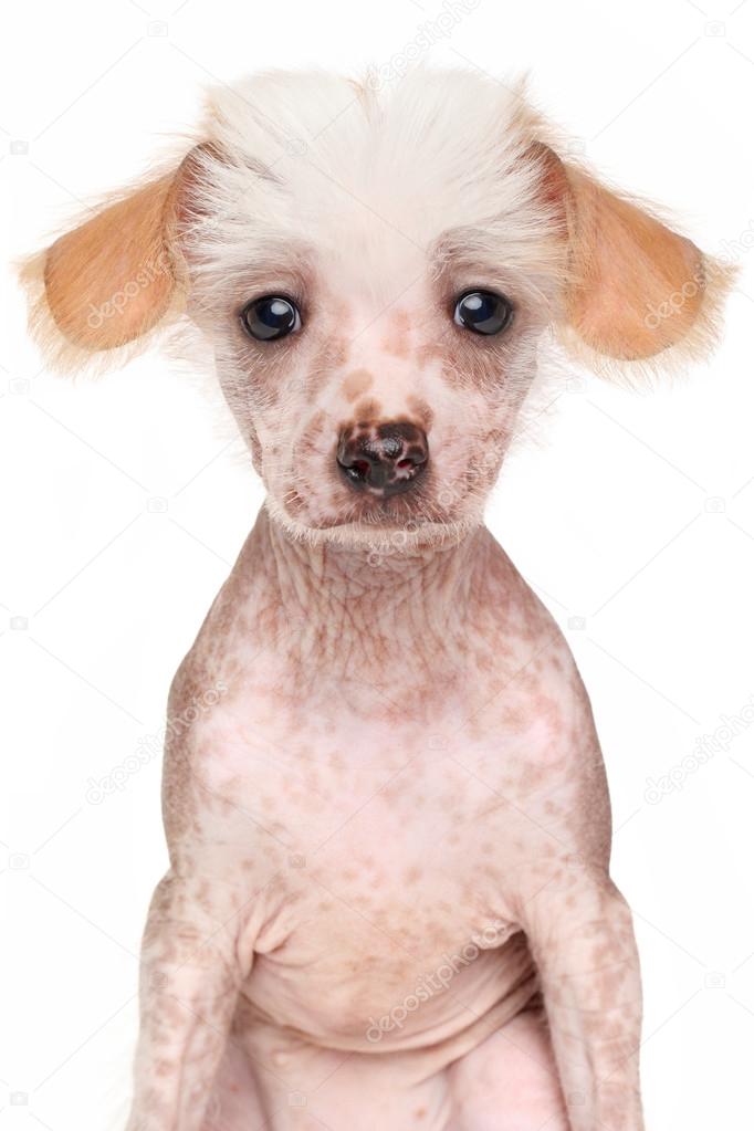 Chinese Crested Poodle Mix Dog