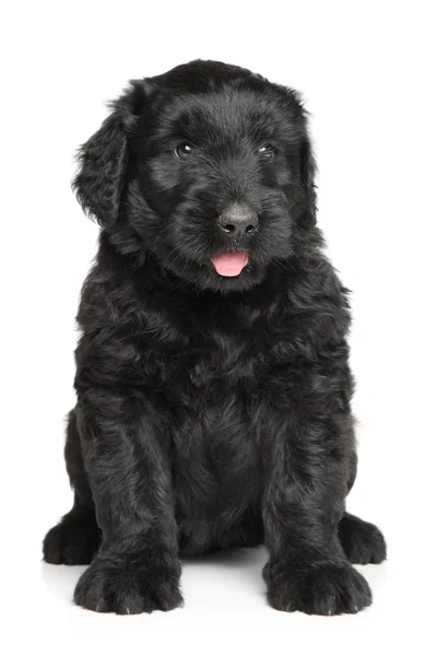 Black Toy poodle puppy ⬇ Stock Photo, Image by © FotoJagodka #9649222