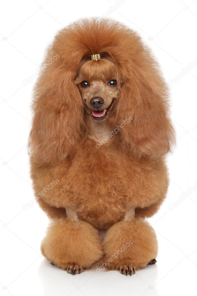 Are Toy Poodles Yappy Dogs