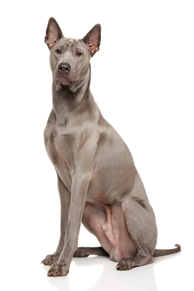 Can A Thai Ridgeback Live In Indonesia
