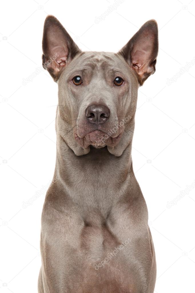 Thai Ridgeback Grey