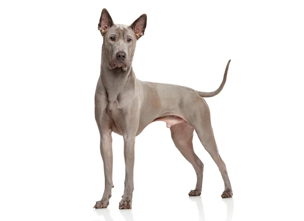 Can A Thai Ridgeback Live In Indonesia