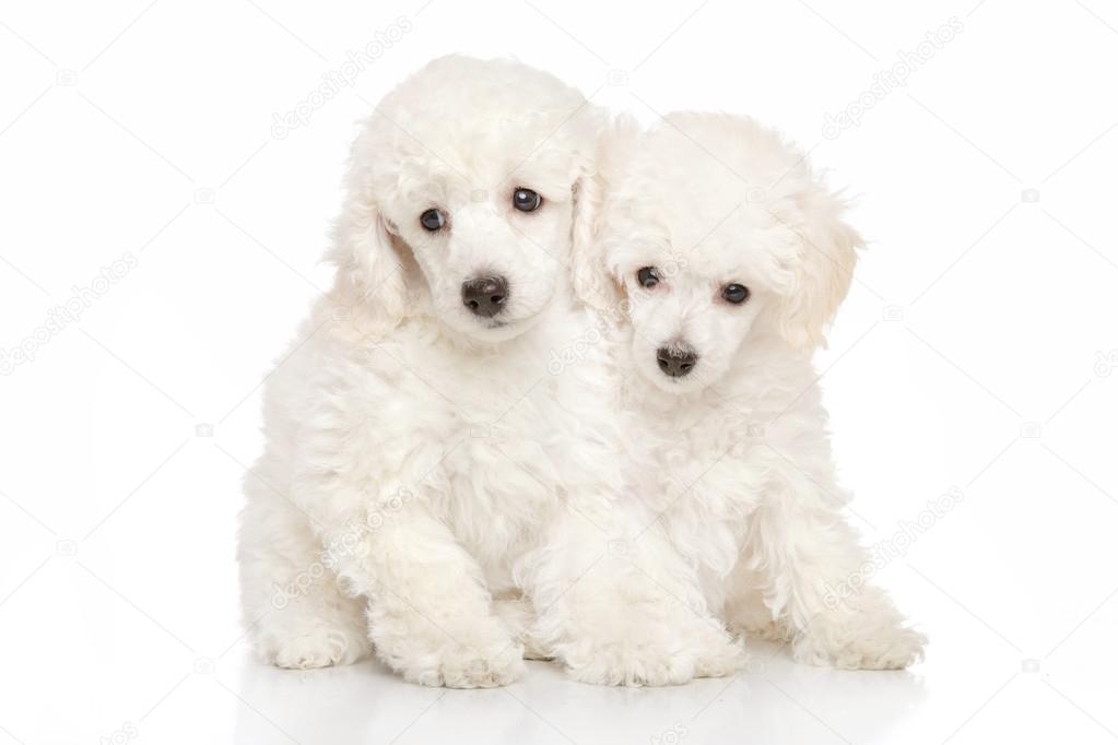 White Poodle Puppies