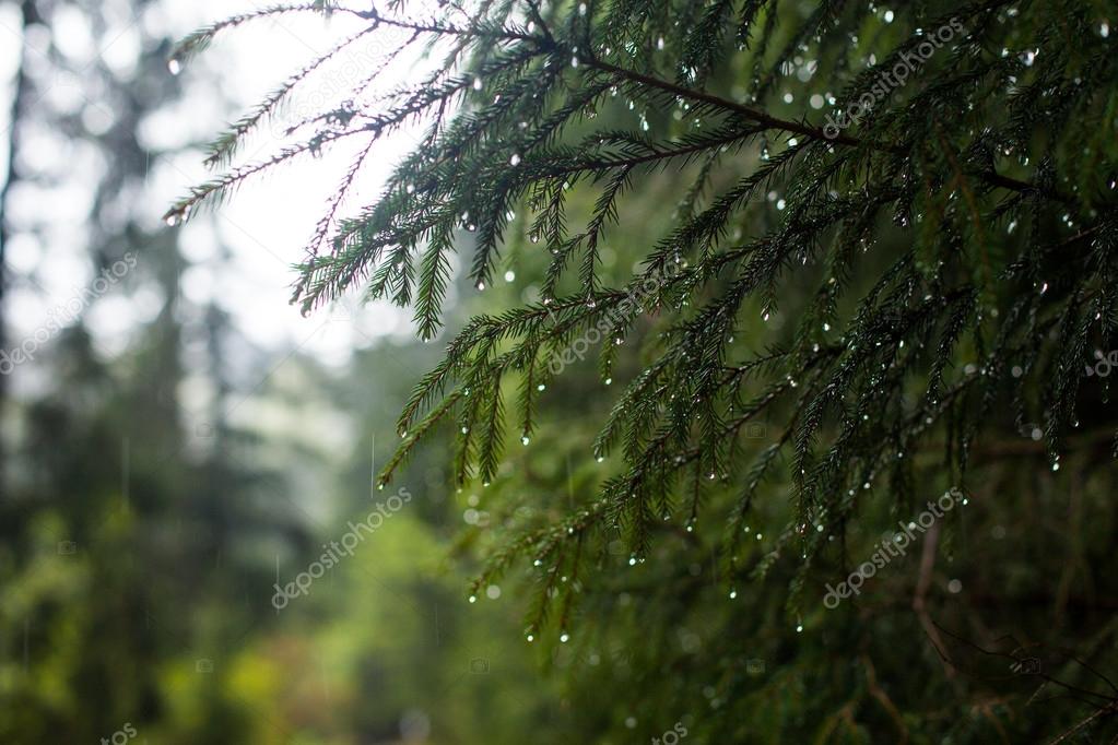 Pine tree with rain drops Stock Photo by ©Dmitroza 119204598