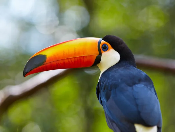 Toucan on the branch in tropical forest of Brazil — Stock Photo ...