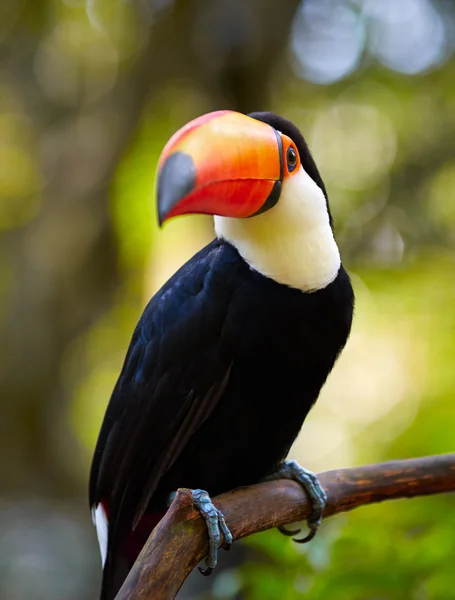 Toucan on the branch in tropical forest of Brazil — Stock Photo ...