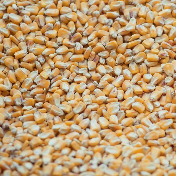 Field-corn Kernels Background — Stock Photo © jmillard37 #34166161