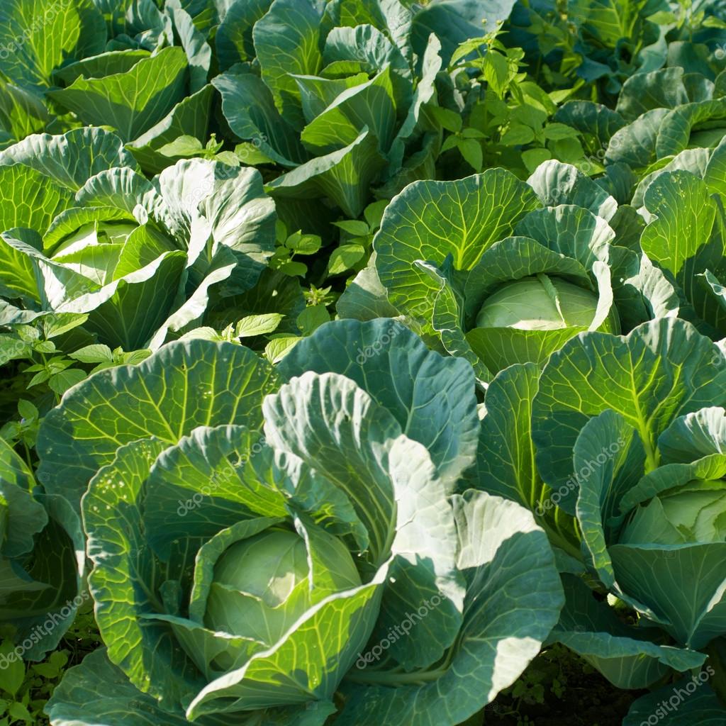 Cabbage from greenhouse — Stock Photo © tadija #102002502