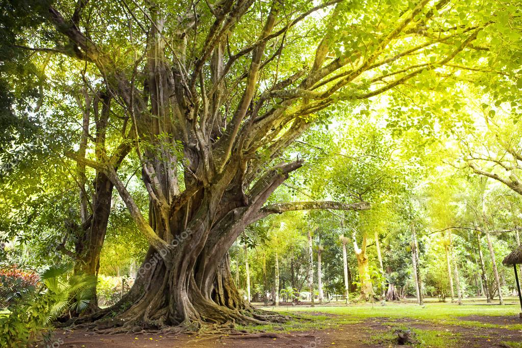 Trees of tropical climate. Mauritius Stock Photo by ©KKulikov 101171360