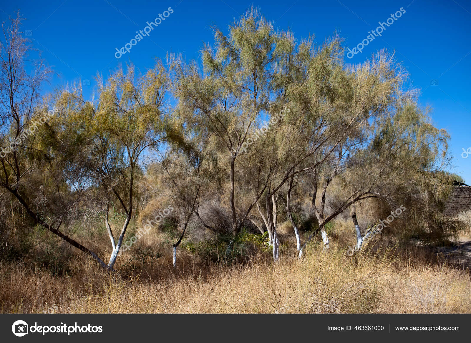 Haloxylon Saxaul Genus Shrubs Small Trees Plant Family Amaranthaceae ...