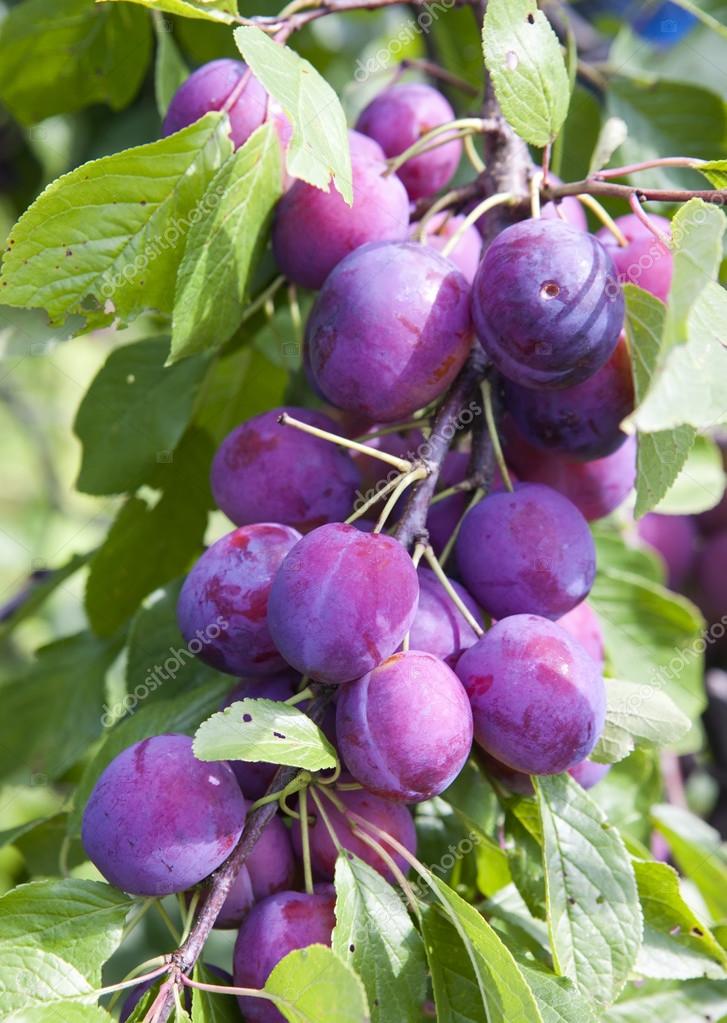 Branches of a plum tree with ripe fruits Stock Photo by ©KKulikov 77977868