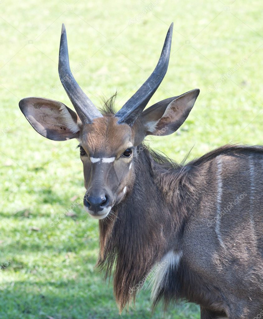 Sitatunga on grass — Stock Photo © ruslanchik #100950394