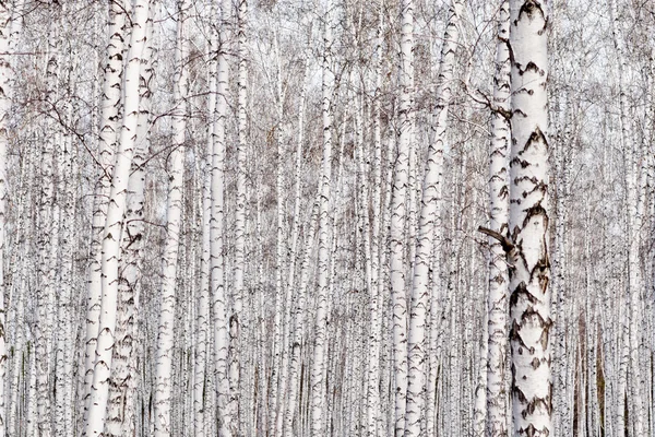 Birch Background