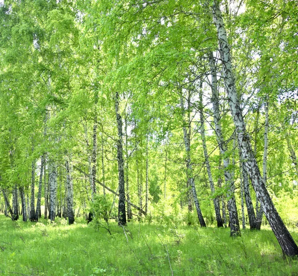 Green nature of russia Stock Photos, Royalty Free Green nature of ...
