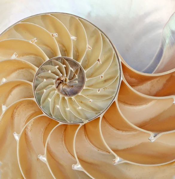 Nautilus shell symmetry Fibonacci half cross section spiral golden ...