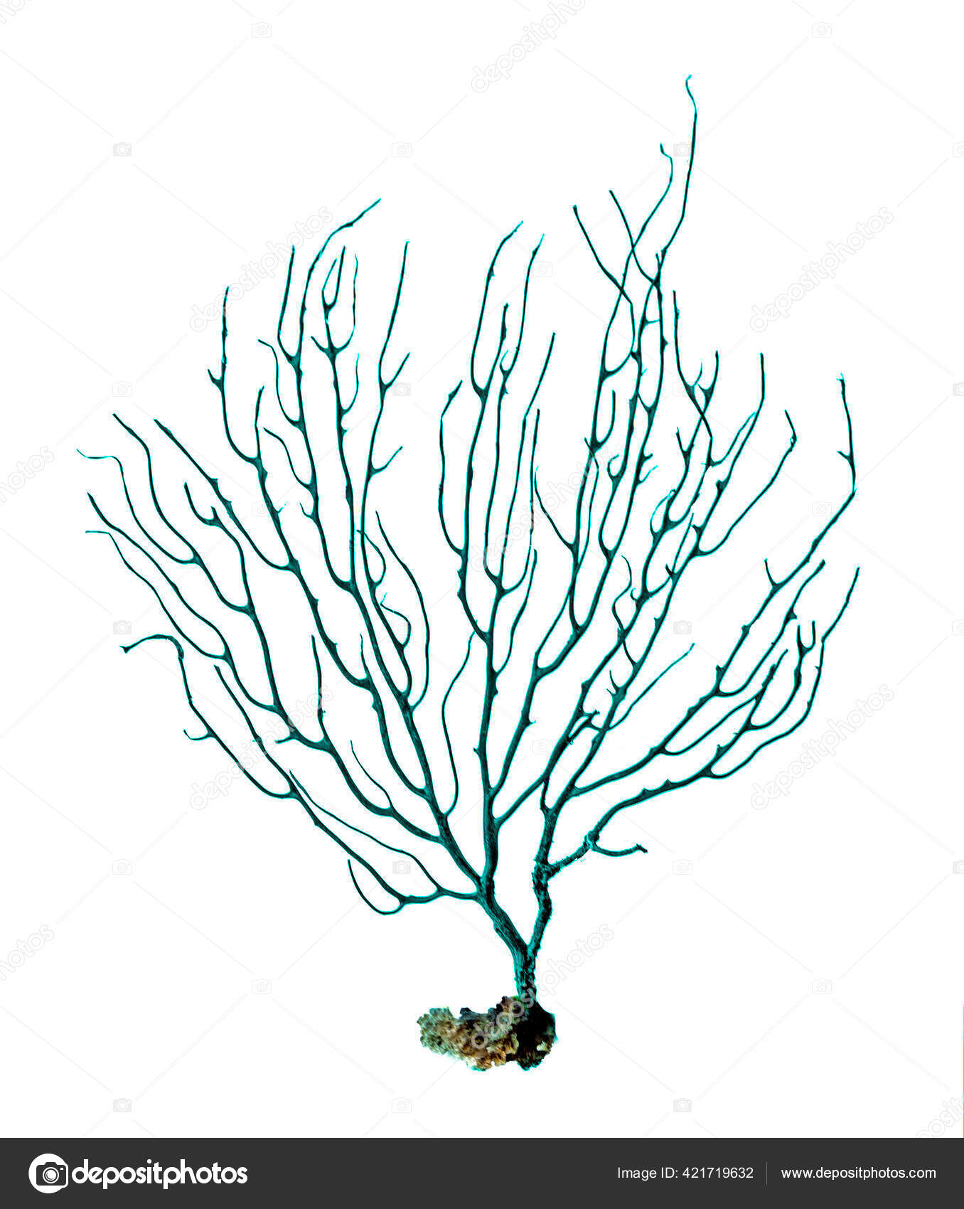 Dry Algae Isolated White Background Stock Photo by ©vaeenma 421719632