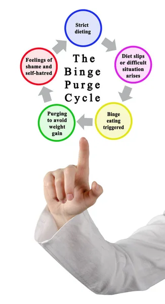 Etapas del ciclo de purga de atracones 2024