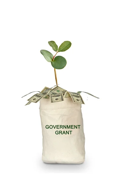 Money tree — Stock Photo © BrianAJackson #31689367
