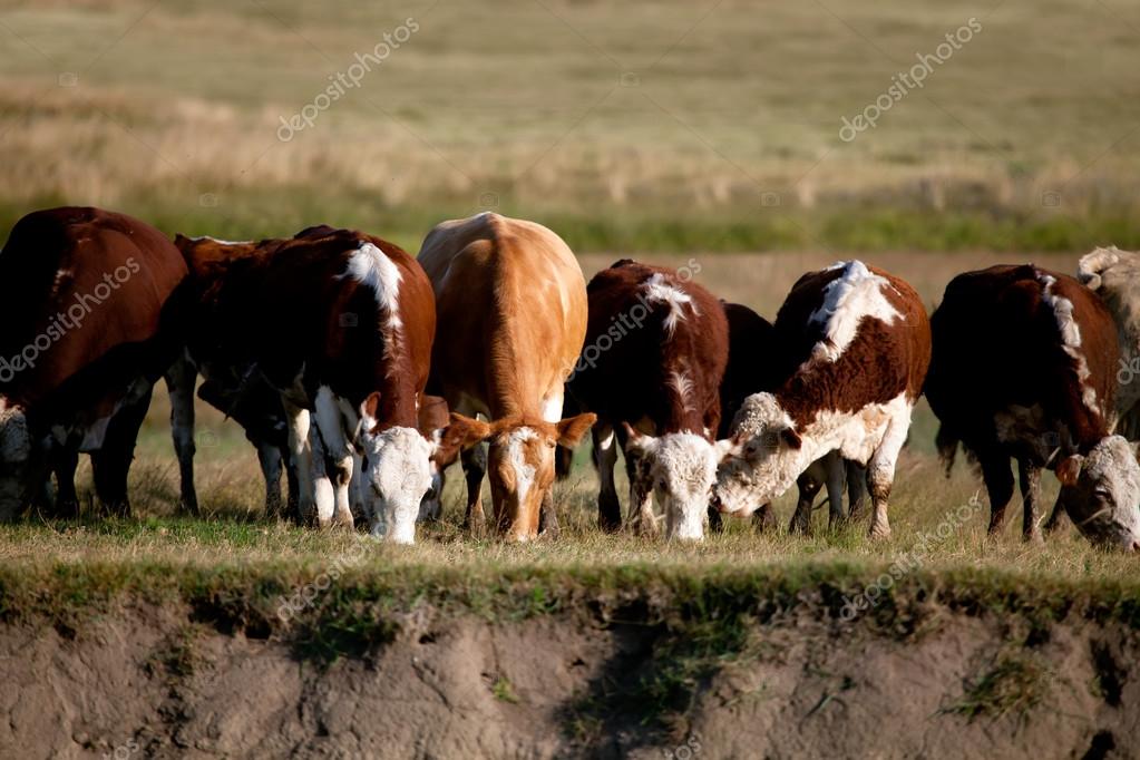 Cows herd animal background Stock Photo by ©sliper84 122814502