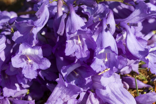 Blue jacaranda Stock Photos, Royalty Free Blue jacaranda Images ...