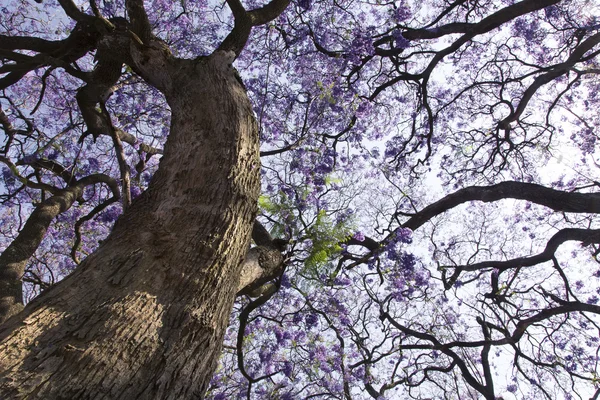 Jacaranda leaves Images - Search Images on Everypixel