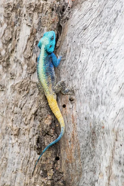 Blue headed agama lizard sitting on side of a tree baking in the ...