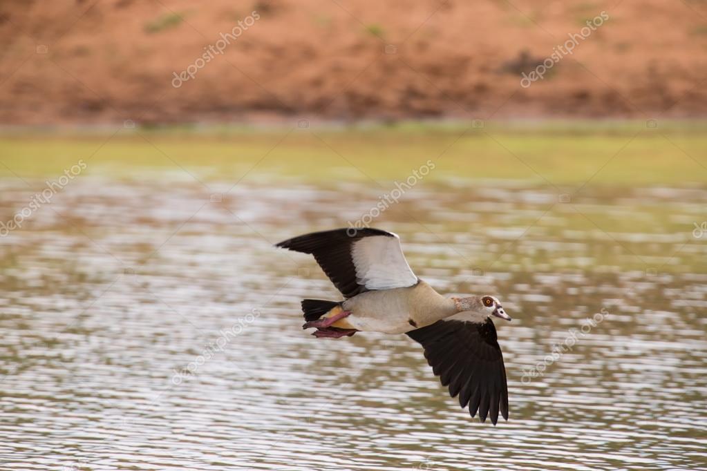 Ganso egipcio volando sobre el agua con alas estiradas para aterrizar 2024
