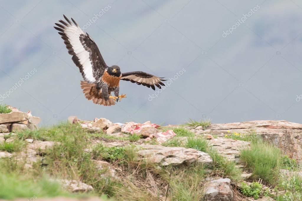 Jackal buzzard landing on rocky mountain in strong wind Stock Photo by ...