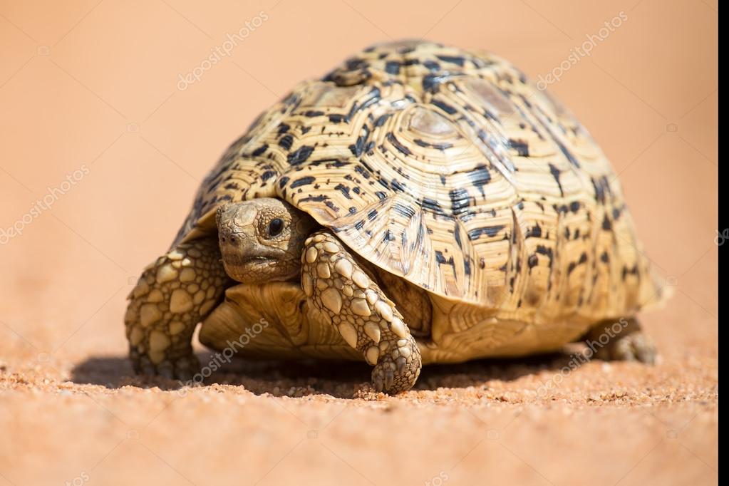 Leopard Tortoise Shell