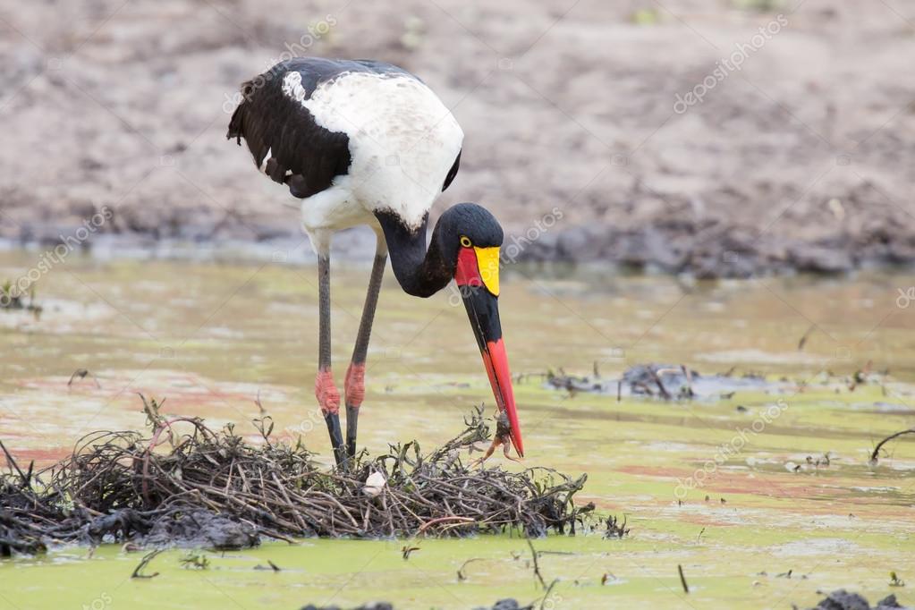 Saddle billed stork hunting for frogs in pond — Stock Photo ...