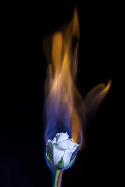 White rose on fire but not burning out with black background - Stock ...