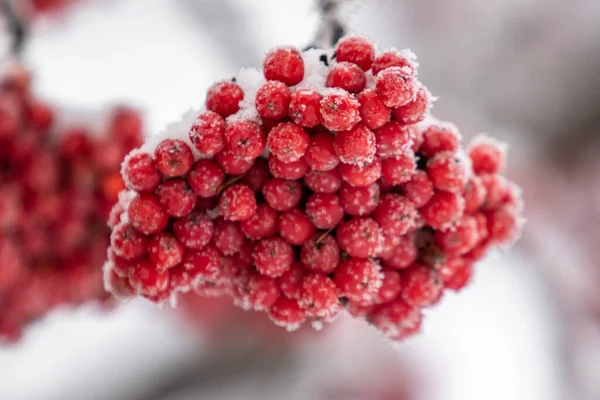 Fruits en hiver images libres de droit, photos de Fruits en hiver ...