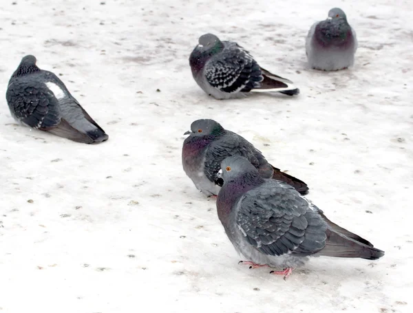 Ice pigeons Stock Photos, Royalty Free Ice pigeons Images | Depositphotos